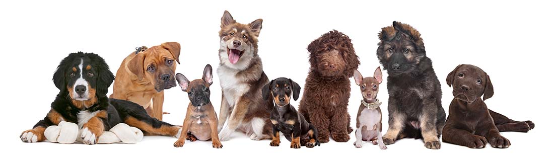 Olika hundraser - Moderna Djurförsäkringar