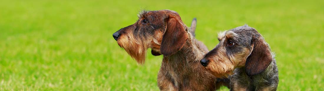 Tax - Allt om strävhårig tax, långhårig tax och korthårig tax