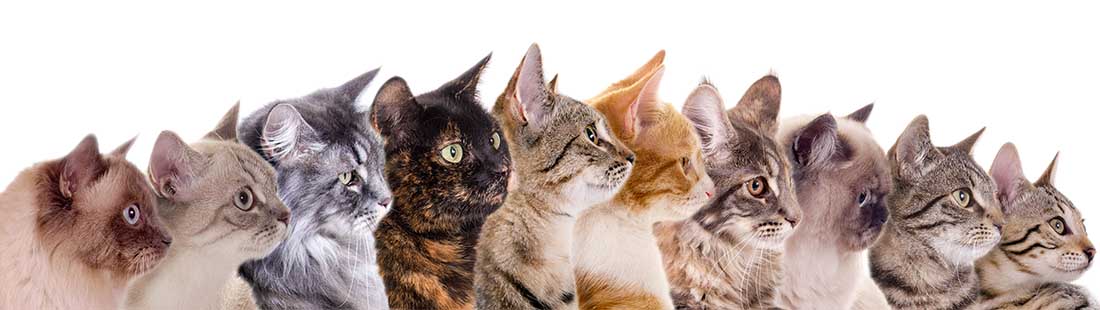 Olika typer av katter - Moderna Djurförsäkringar