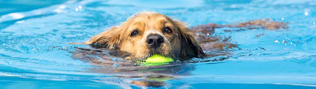 Hundar som badar - Moderna Djurförsäkringar